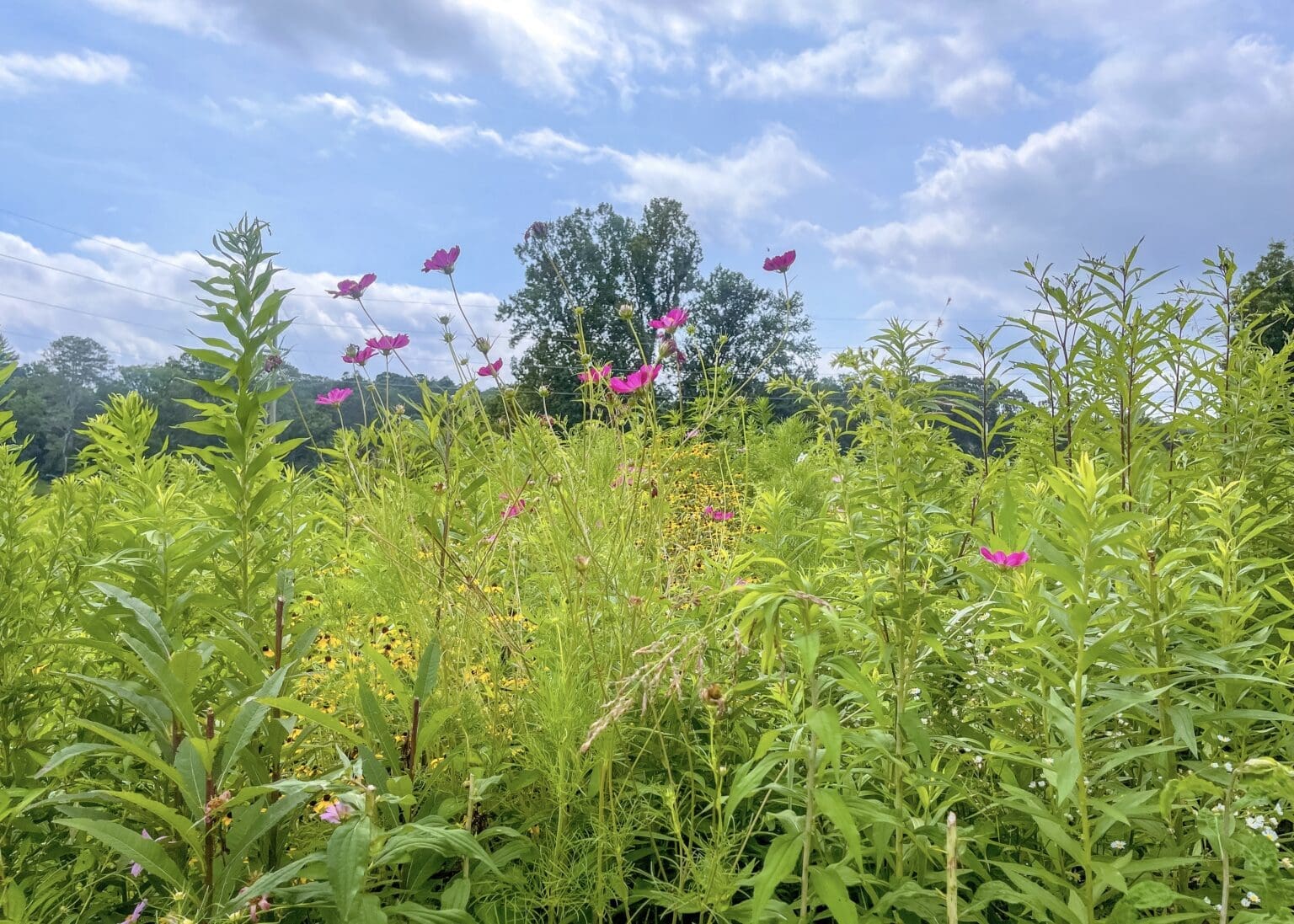 10 Picture-Perfect Spots In Ellijay - Gilmer County Chamber