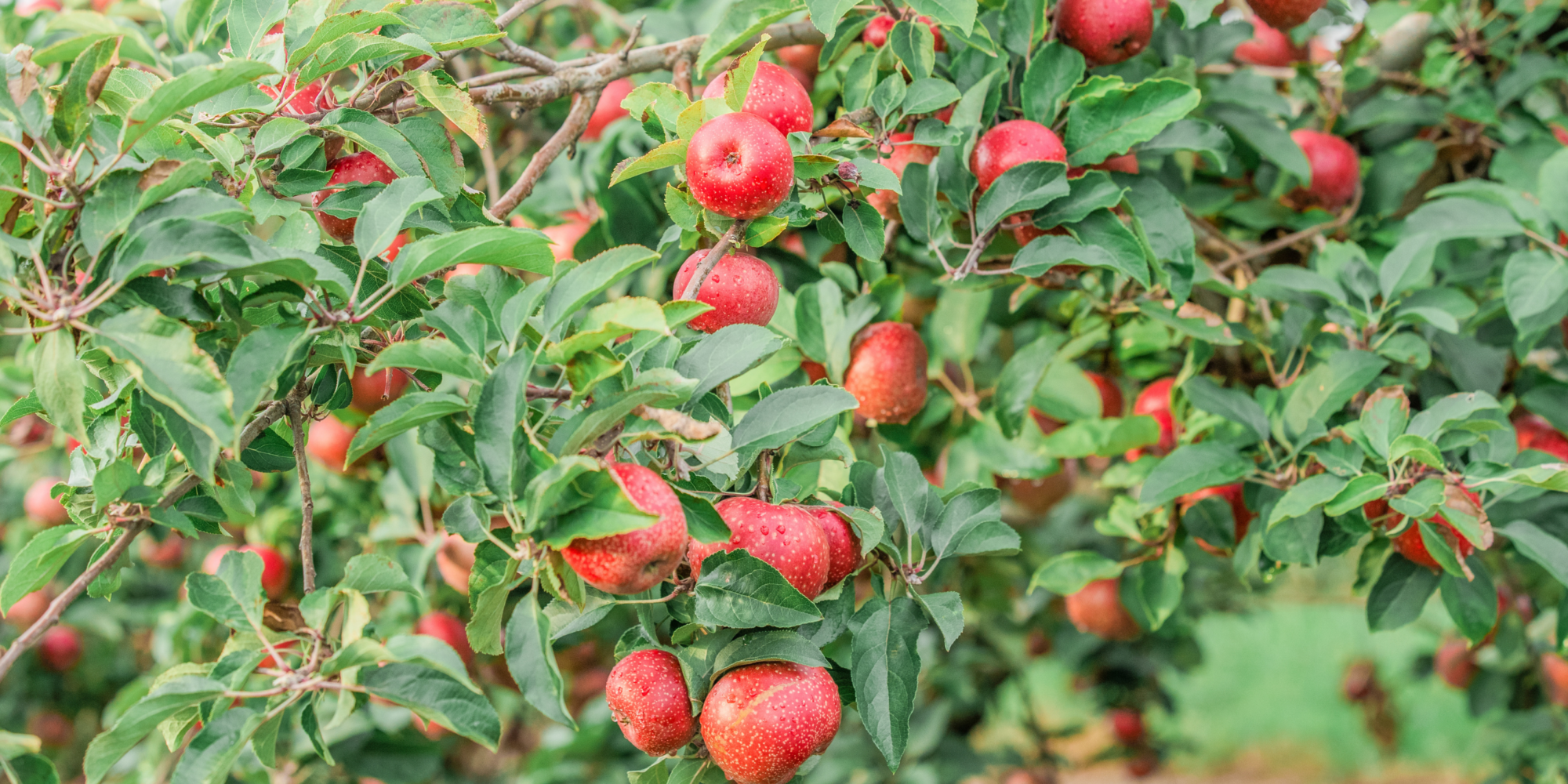 Discover the Perfect Fall Festival in 2024: The Georgia Apple Festival ...