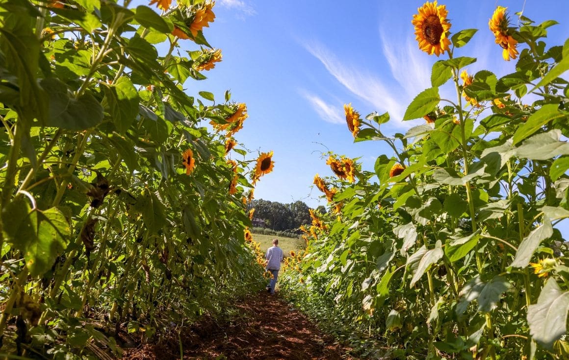 Ellijay Orchard Guide: Aaron Family Orchards - Gilmer County Chamber